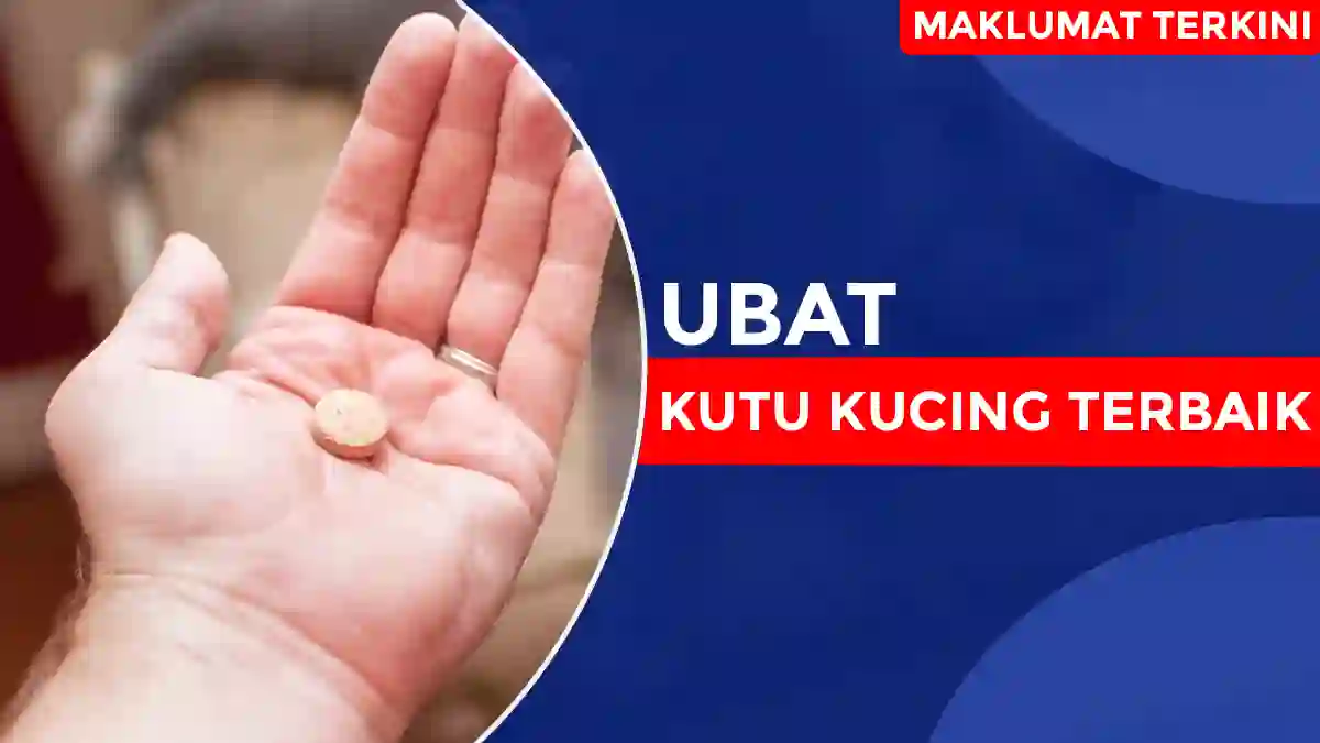 15 Ubat Kutu Kucing Terbaik & Berkesan 2025 - Infoubat.com